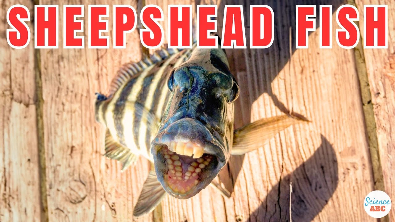 Sheepshead Fish: The Fascinating Fish With Human Teeth! - YouTube