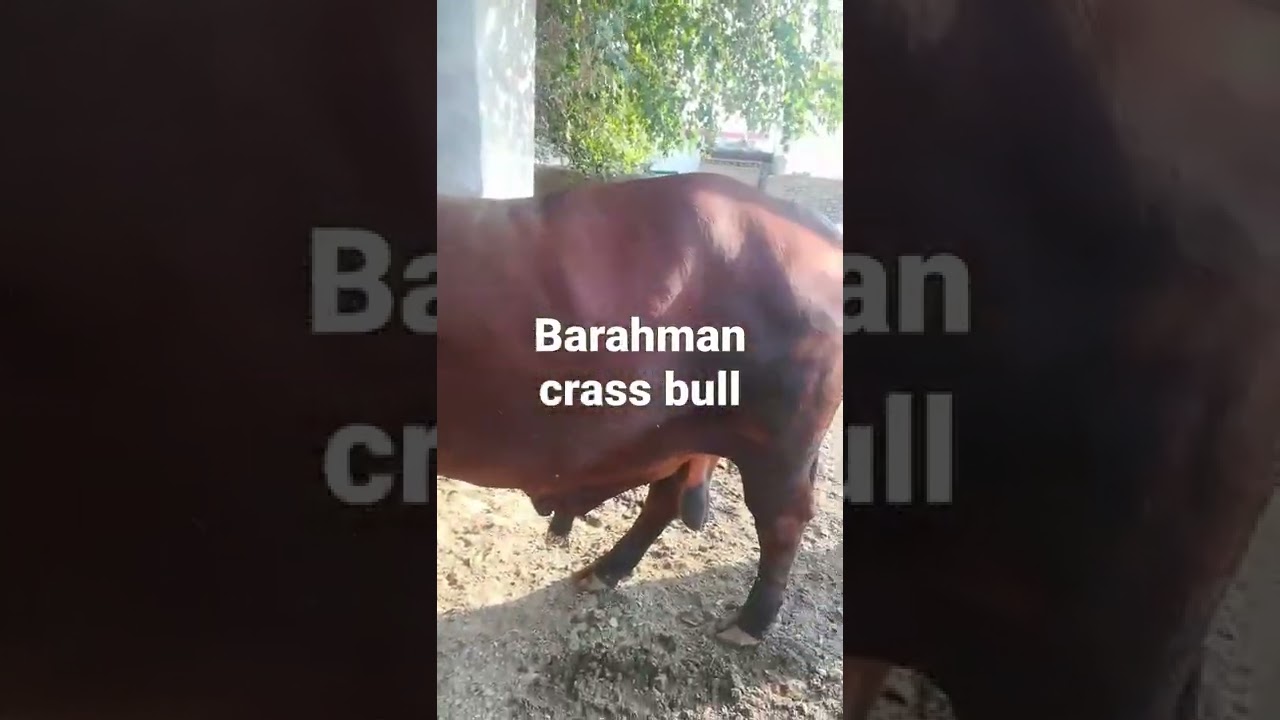 brahman cross heavyweight brown bull in cattle farm - YouTube