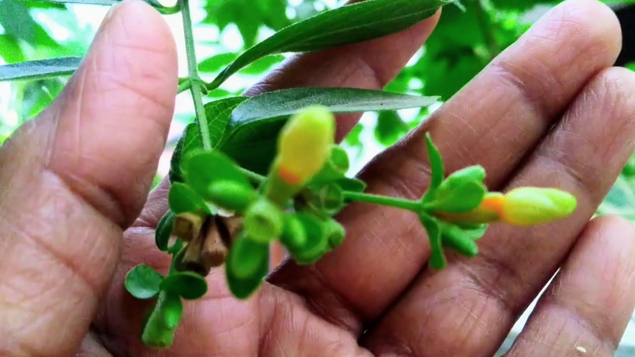 Parijatham plant seeds # parijatham seeds by aruna - YouTube
