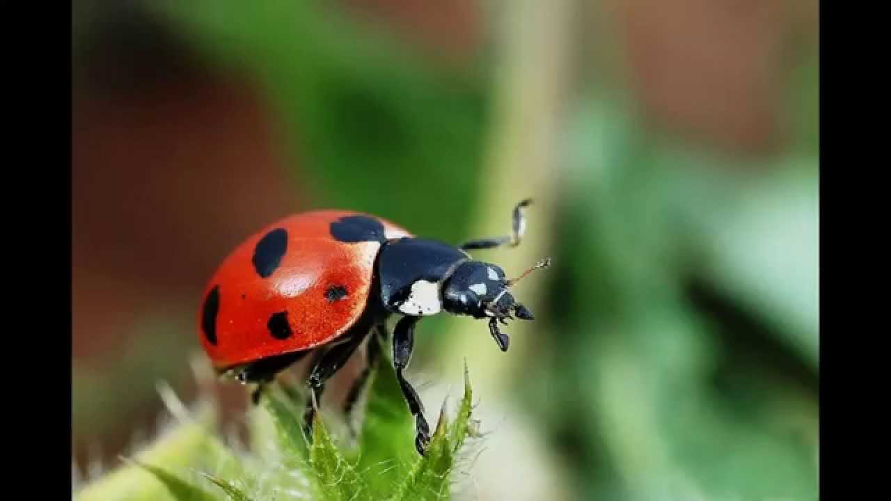 Ladybug Flies - YouTube