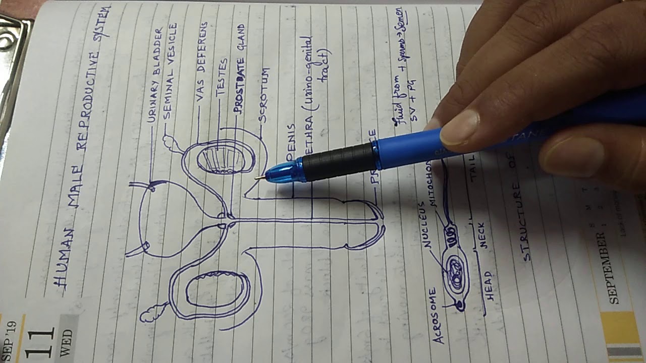 Human Male And Female Reproductive System Class 10 YouTube human-male-and-female-reproductive-system-class-10-youtube