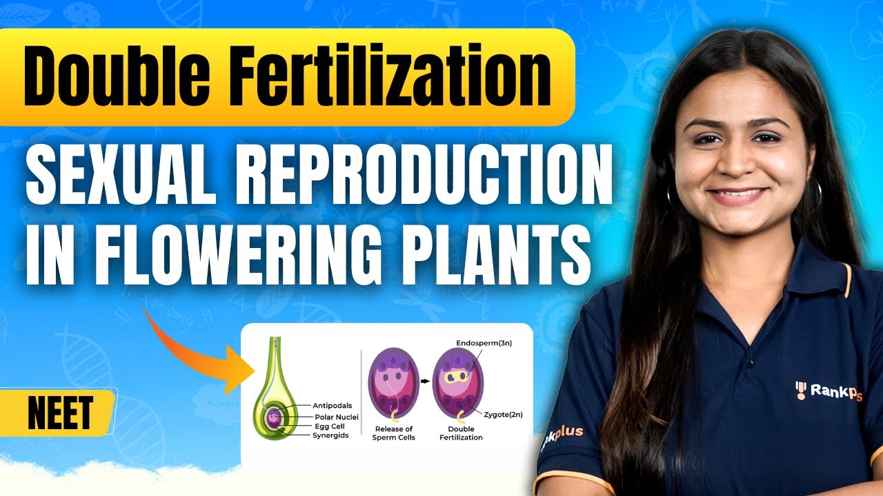 Double Fertilization | Sexual Reproduction in Flowering Plants | NEET ...