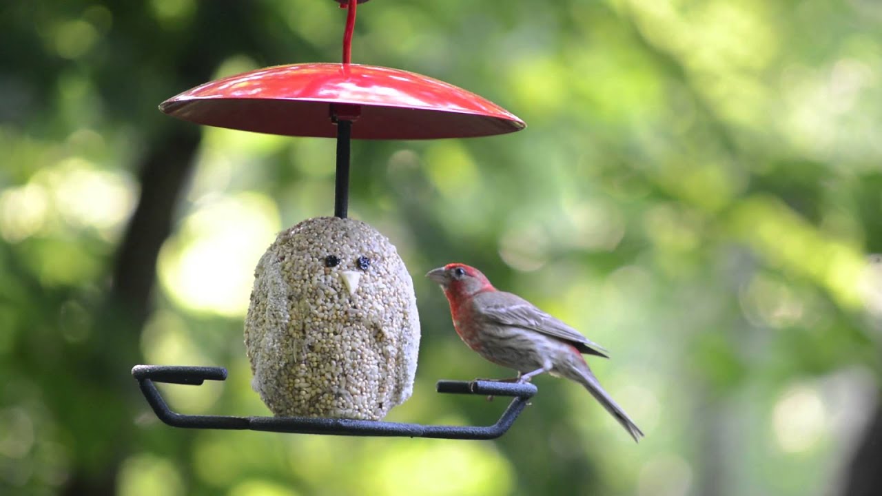 How Cute! WBU SEED CHARACTERS at Wild Birds Unlimited SaratogaSprings ...