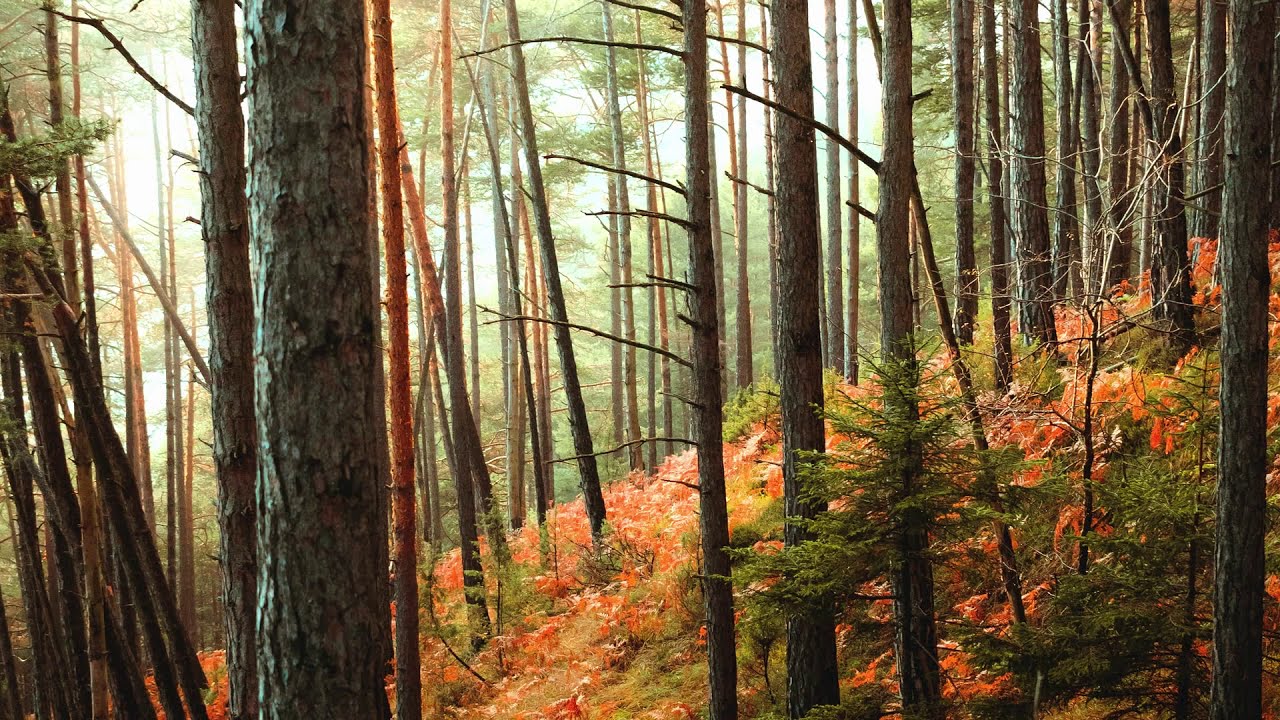 Forest | Beautiful Chill Music Mix - YouTube