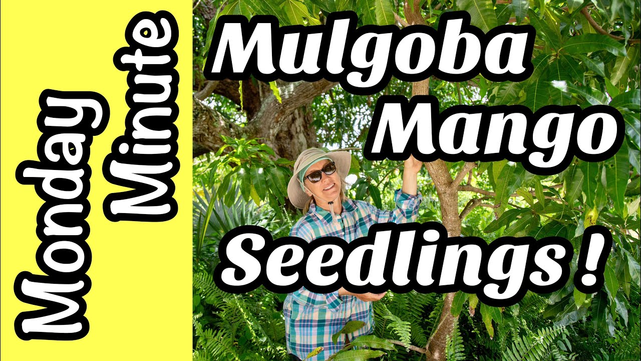 Monday Minute- 'Mulgoba' Mango Seedlings! - YouTube