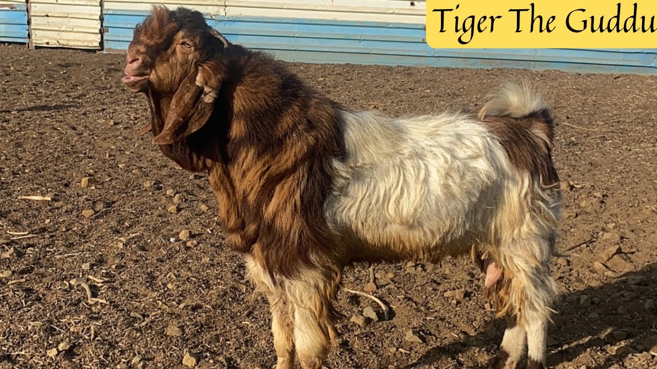 Sojat Mewati Cross Full Aggressive Andul Bakra For Sale At Zaahi Goat ...