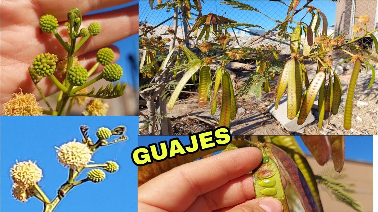 Arbol De Guajes