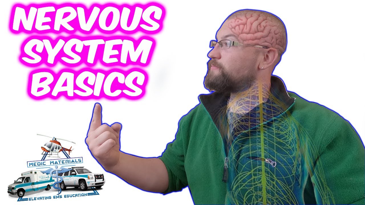 Nervous System Basics (In Under 4 Minutes) | EMT Neurology | Medic ...