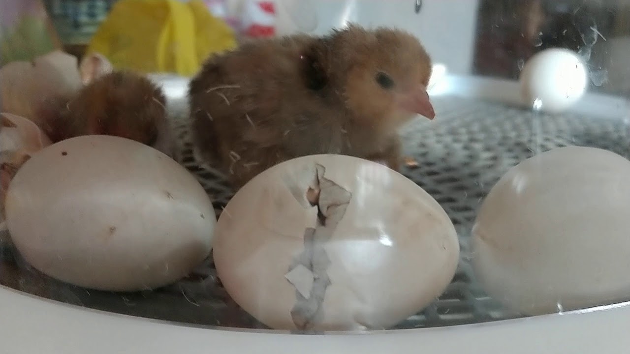 D'uccle chicks hatching in a Nurture Right 360 incubator - YouTube