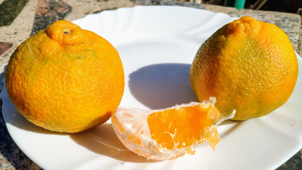 Local Tangelo (Citrus x tangelo) in Gran Canaria - YouTube