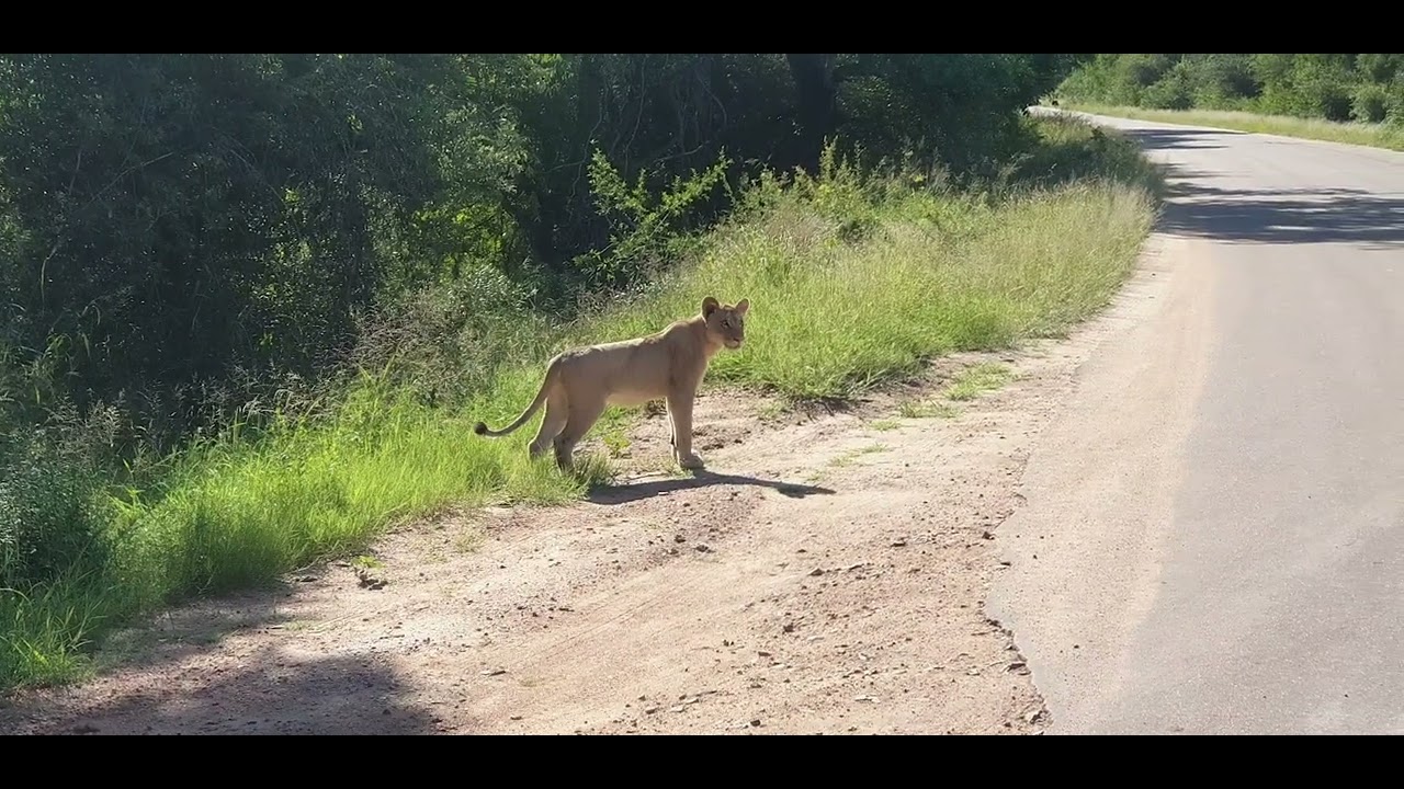Young injured lion cub - YouTube