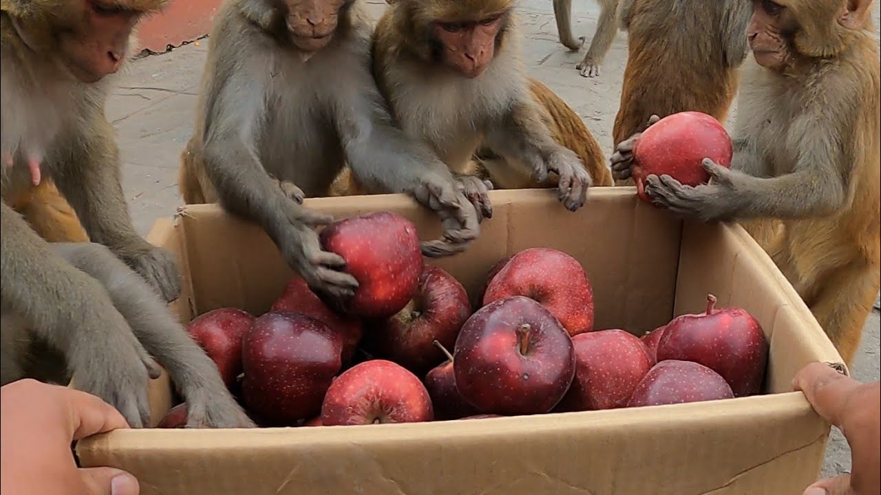 Monkey ate one box delicious red apple || Helping hungry monkey - YouTube