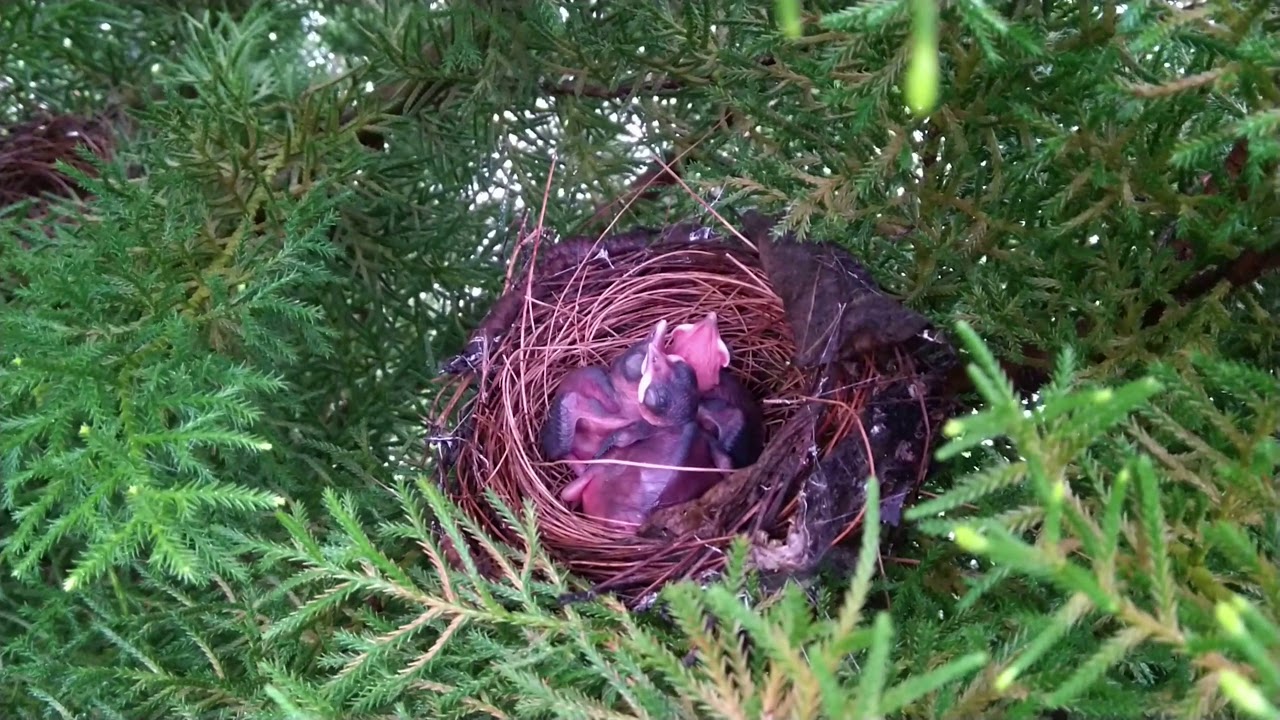 Amazing Nature: Bird hatching from egg II EP- 02 II Fully hatched - YouTube