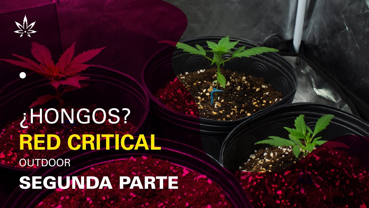 Cultivo 2 RED CRITICAL AUTO en EXTERIOR | ¿Hongos en las raíces? DÍA 16 - 54 - YouTube
