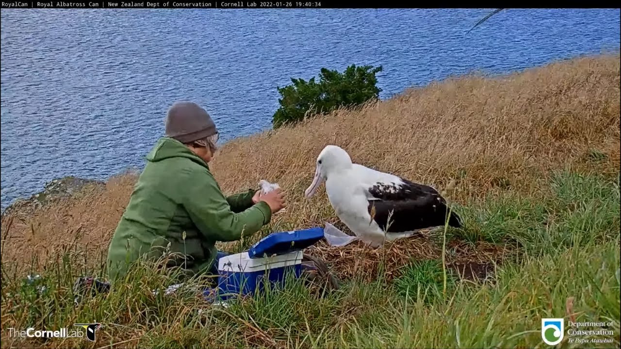 Royal Albatross Hatchling Returned To Female At Nest Site | DOC ...