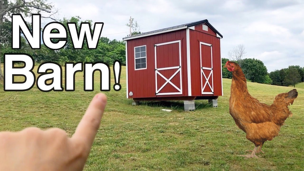 Chicken Cow Barn
