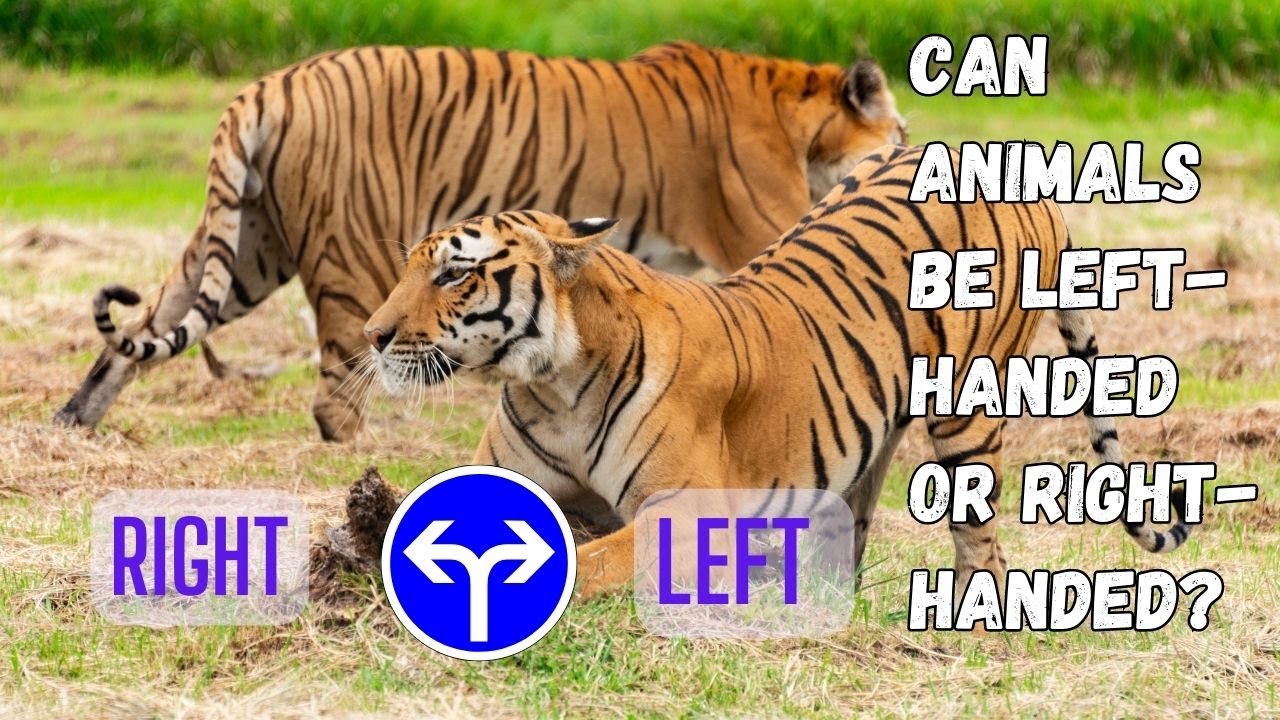 Animal Handedness: Can Animals Be Left-Handed or Right-Handed ? - YouTube