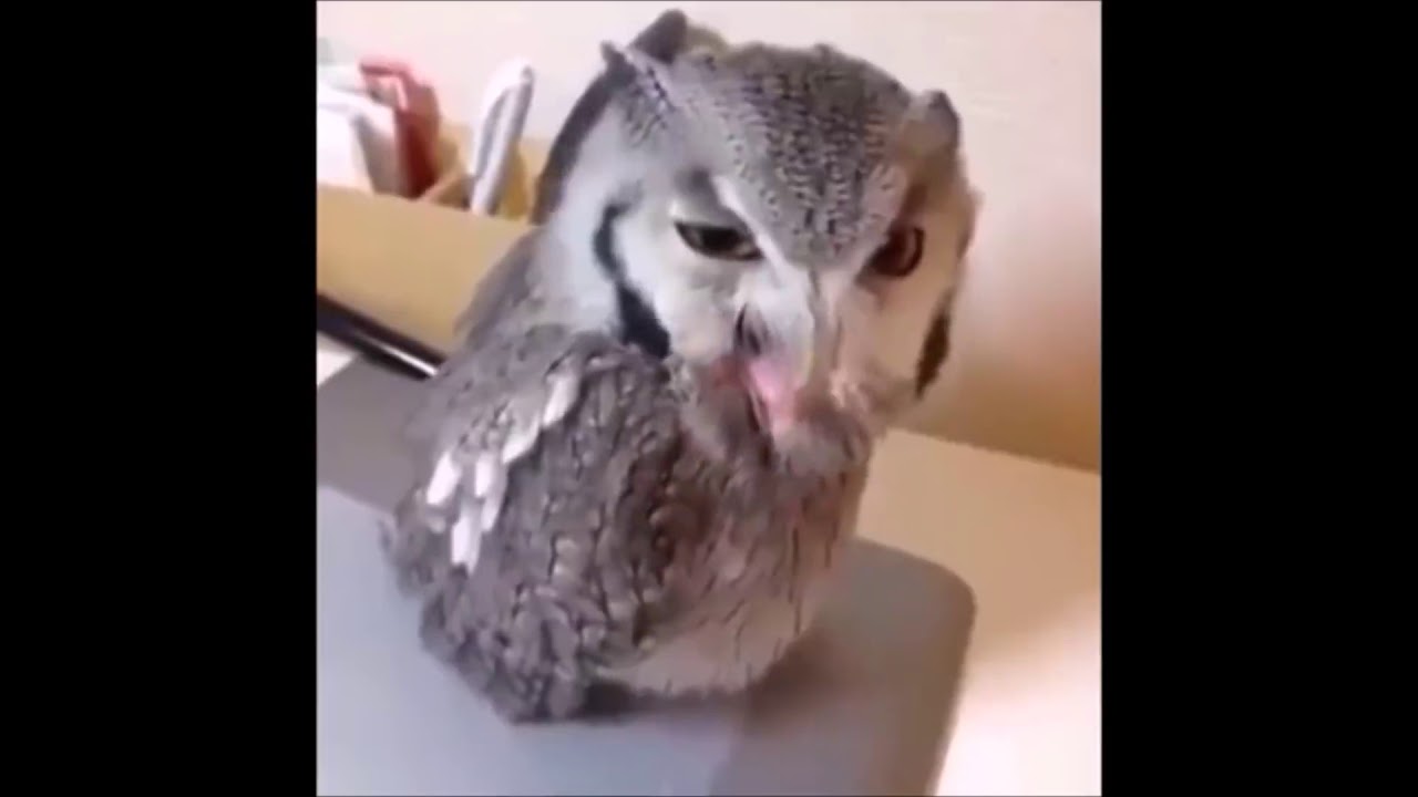 Animal falante muito engraçado - YouTube