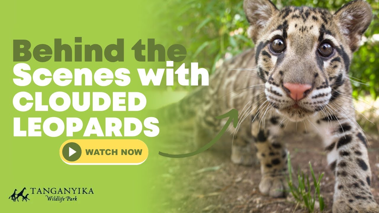 Clouded Leopard Exhibit at Tanganyika Wildlife Park ☁️ - YouTube