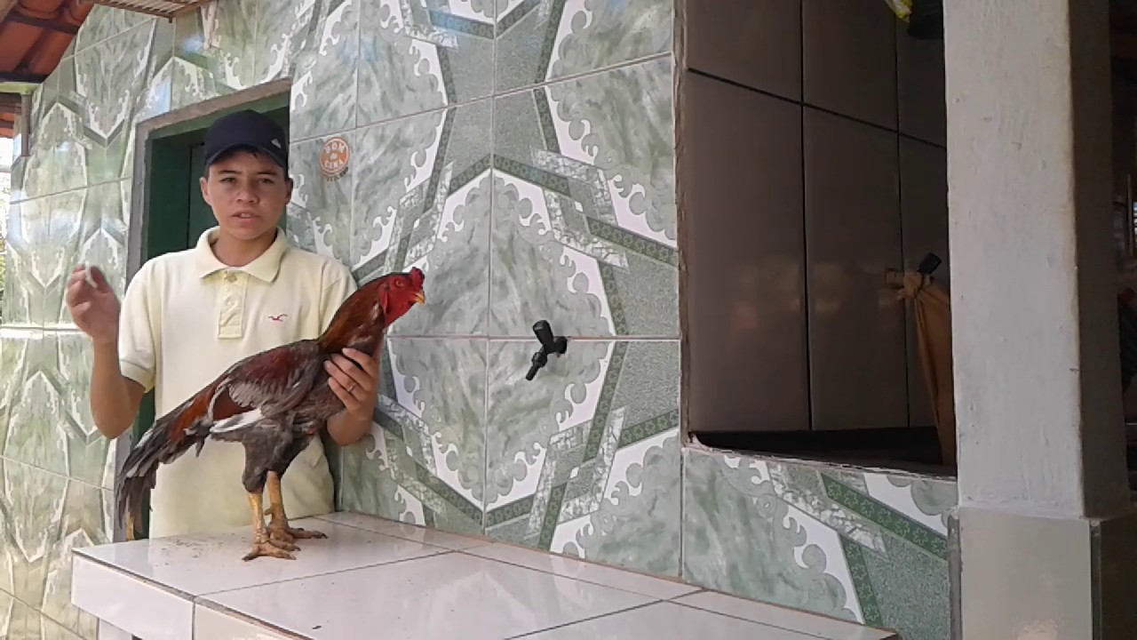 Galo indio puro o melhor galo japonês - YouTube