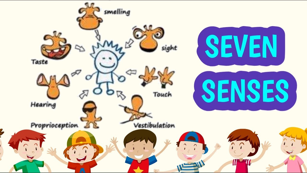 7 Senses