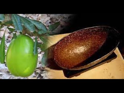 Thiruvodu Tree | Thiruvottukaai | திருவோடு மரம் | திருவோட்டுக்காய் ...