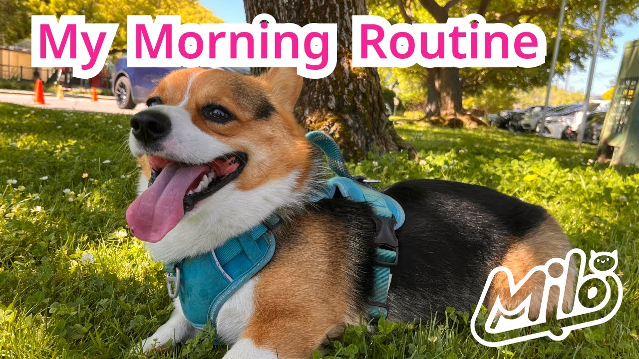 My Morning Routine #corgivideo #corgilife #corgi #vlog #ilovecorgis # ...