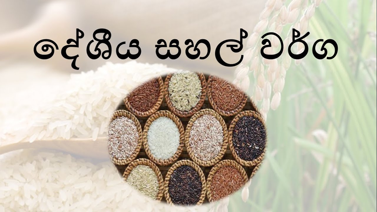 Rice varieties in Sri Lanka - part 1 - YouTube