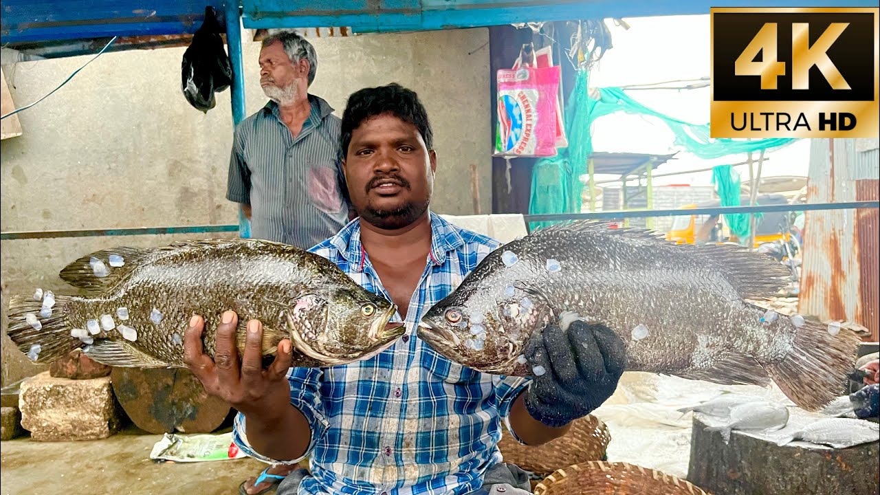 Kal Koduva fish cutting video/fishcuttingrs#kasimedu #fish # ...