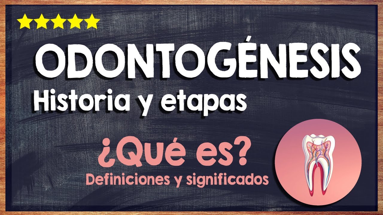 🙏 ¿Qué es la odontogénesis? - Historia y etapas del proceso de ...
