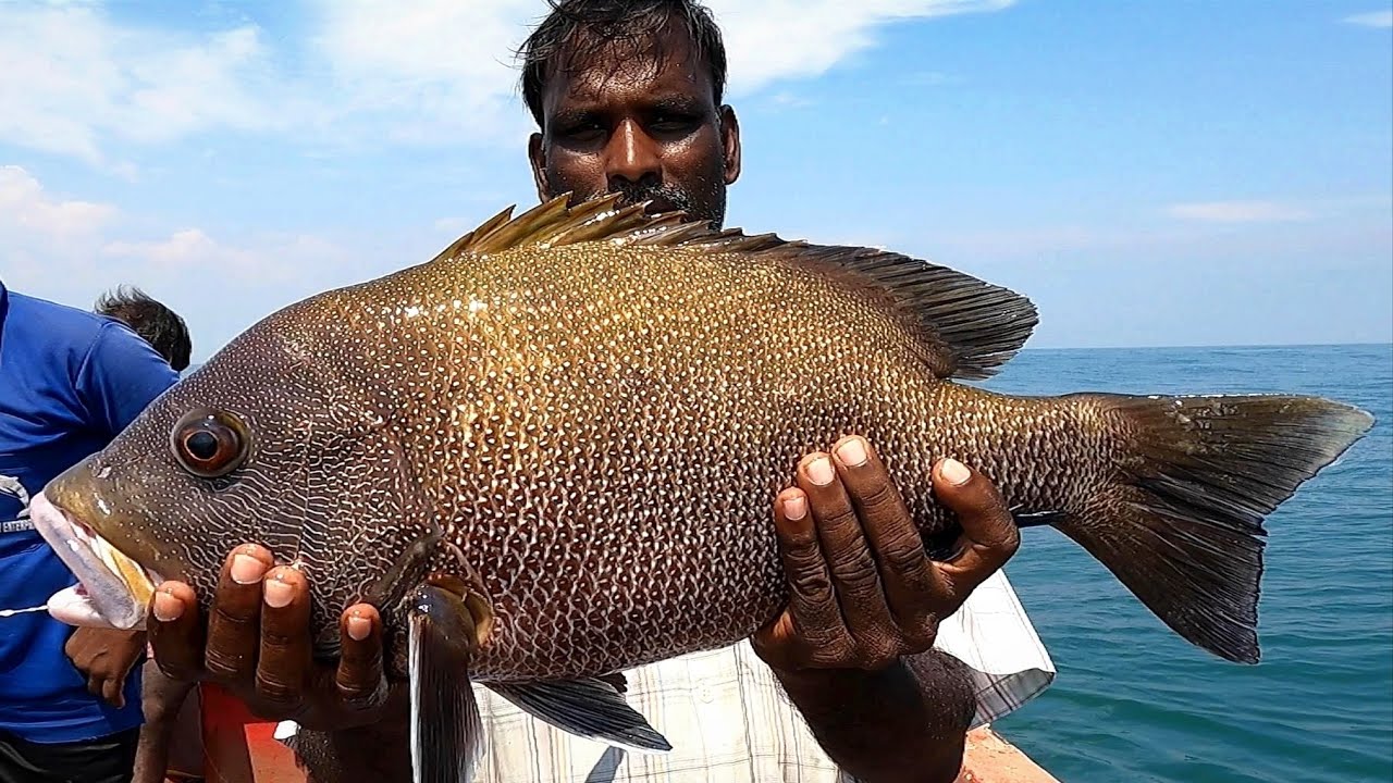 Catching Blubber Lip Fish, Rabbit Fish & Leatherjacket Fish in Sea ...