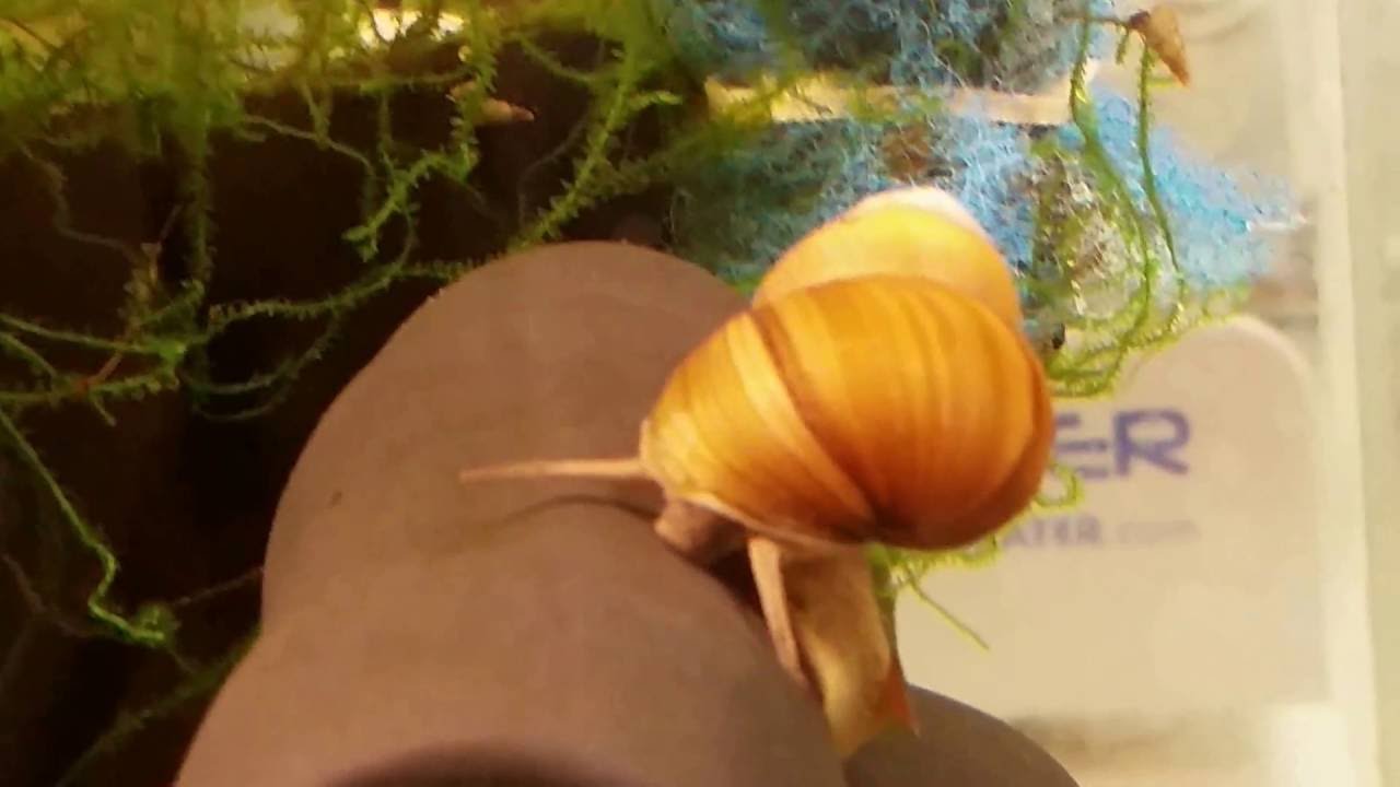 Japanese Trapdoor Snail - YouTube