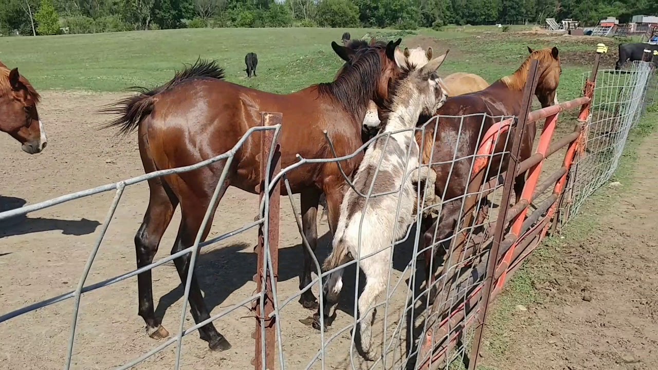 Donkey Jack falling over - YouTube