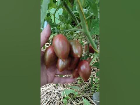 Томат Конфета Сладкая сосулька 🍬 - YouTube