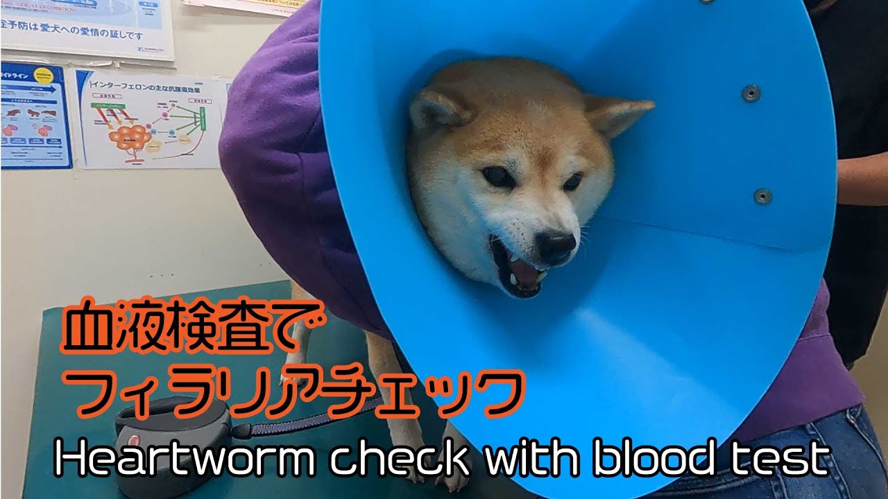 Vaccination And Blood Test Check For vaccination-and-blood-test-check-for