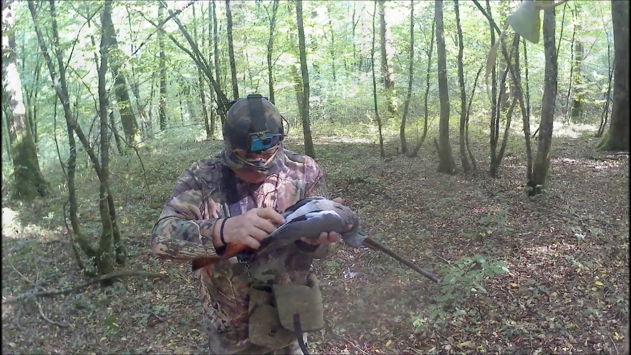 chasse oiseaux de passage en forêt - YouTube