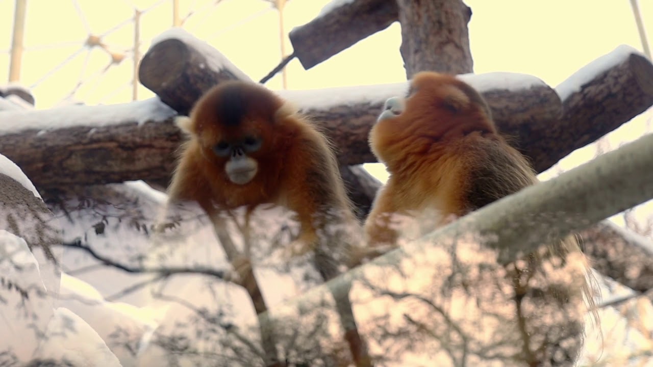 A couple of monkeys - YouTube