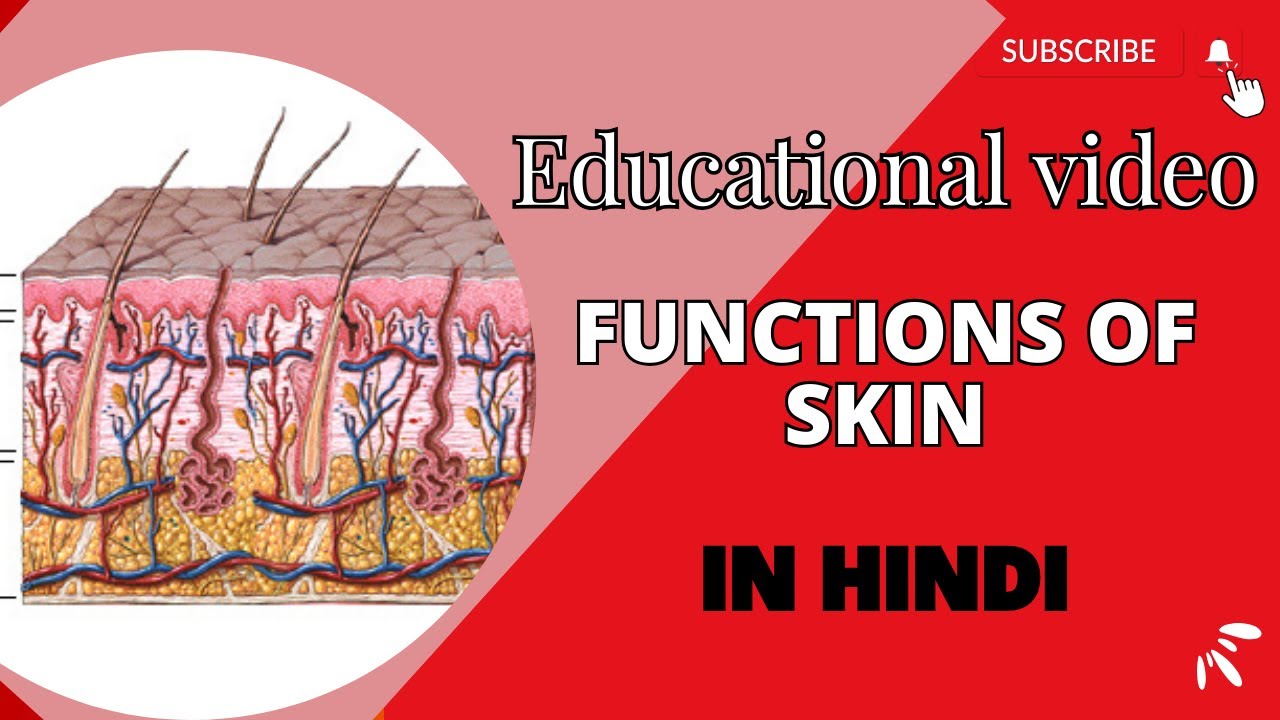 functions of skin | how skin forms vitamin D | how skin protects us ...