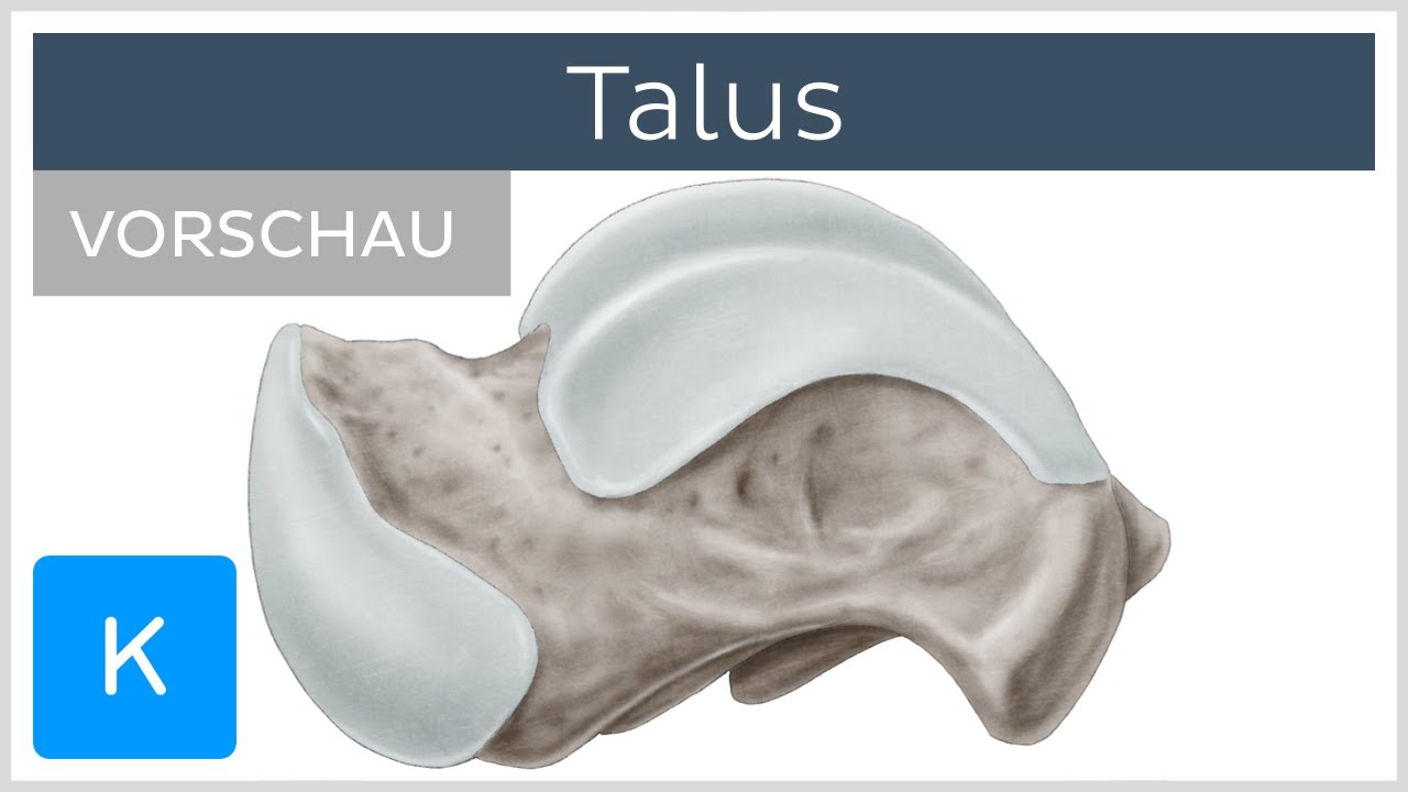 Talus: Anatomie und Funktion (Vorschau) | Kenhub - YouTube