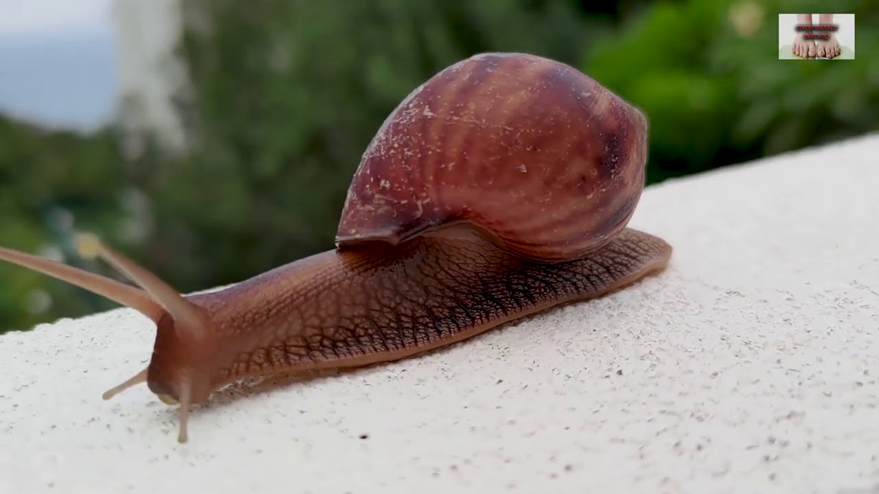 Super Relaxing Snail - YouTube