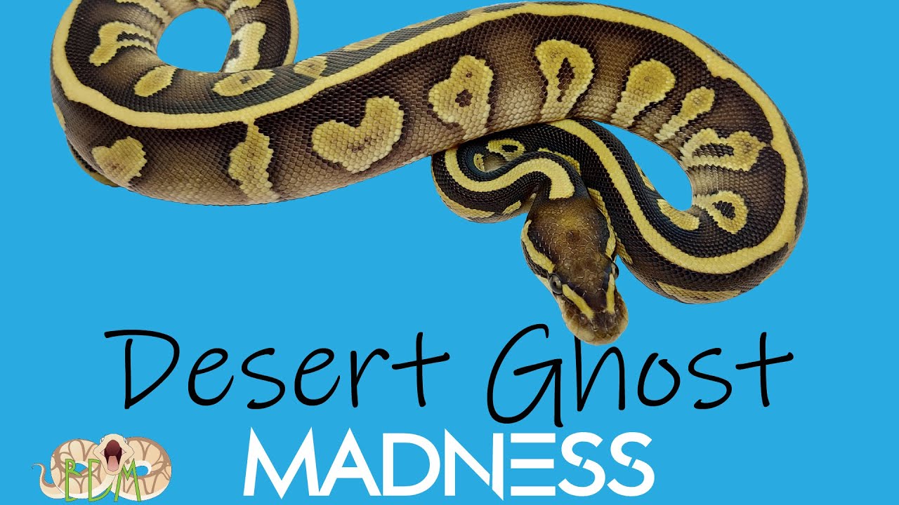 Desert ghost ball python madness! - YouTube