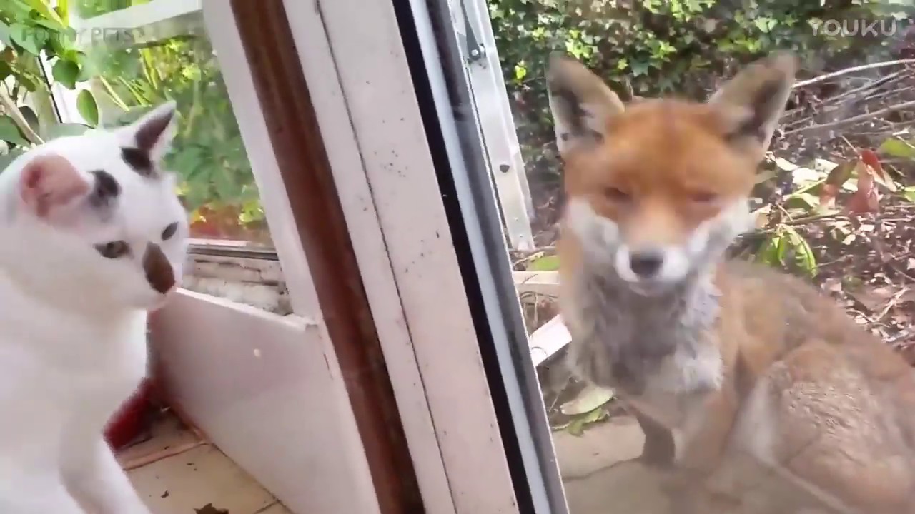 Super strong CATS,funny moments - YouTube