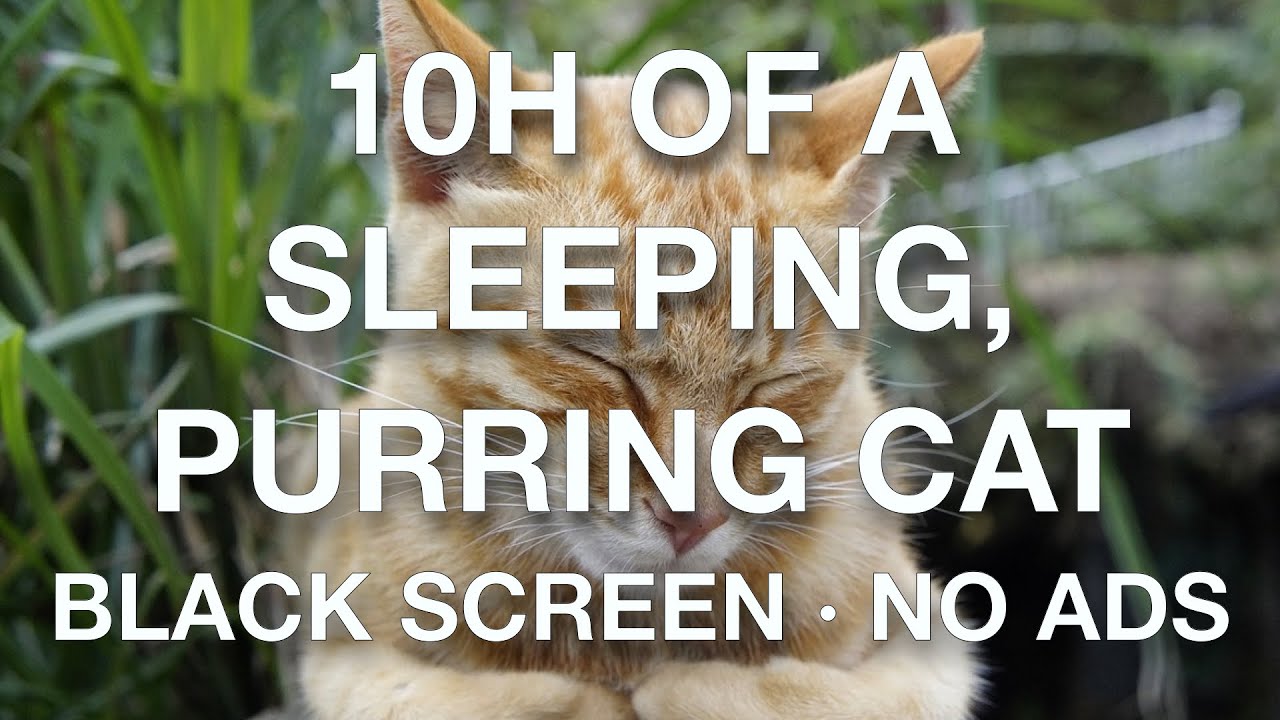 Healing Cat Nap: 10H Cats Purring Sounds for Sleep, Relax, Anxiety or ...