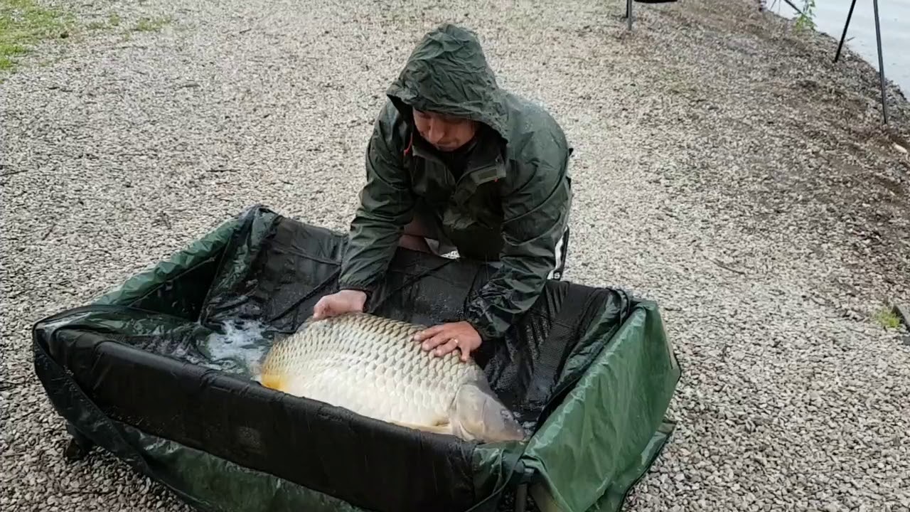 Crap comun (common carp) superb de 25 kg pe Jezero Zabar- Bosnia si ...