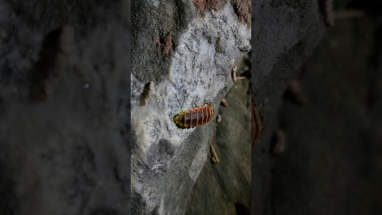 Glowing bug what is it? Φωσφοριζε έντομο - YouTube