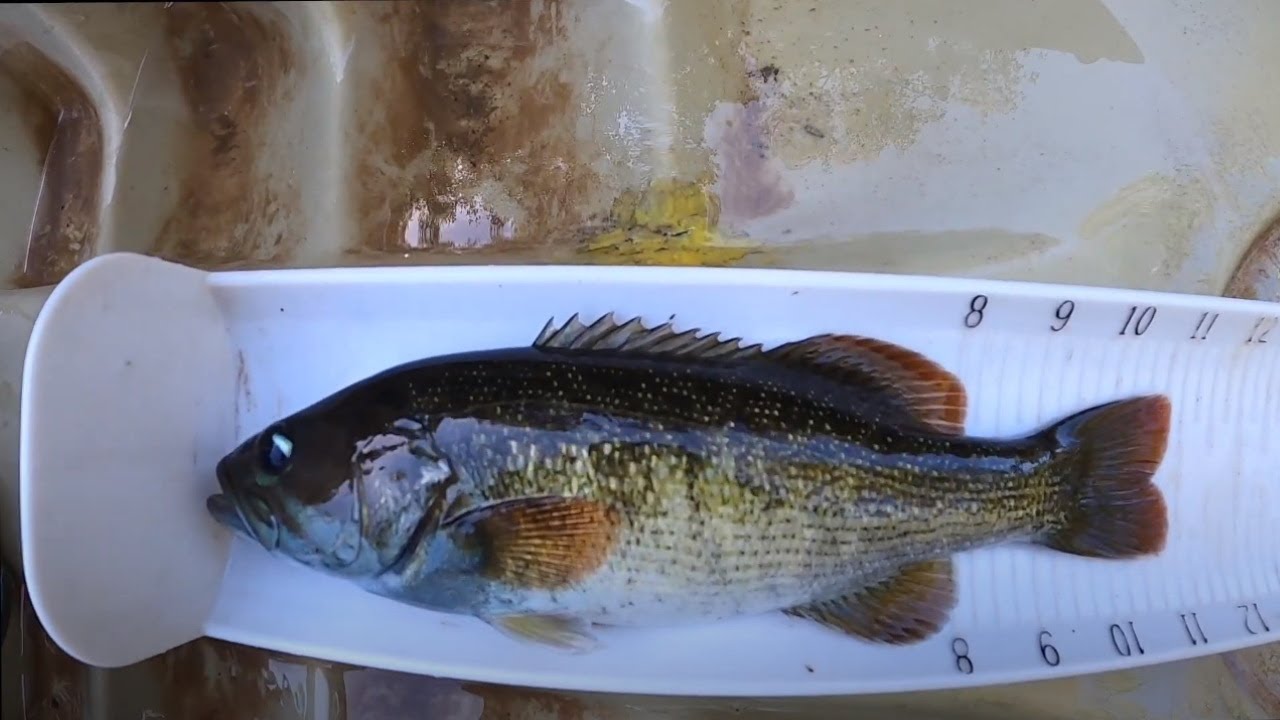 Redeye Bass | Part 2 - YouTube