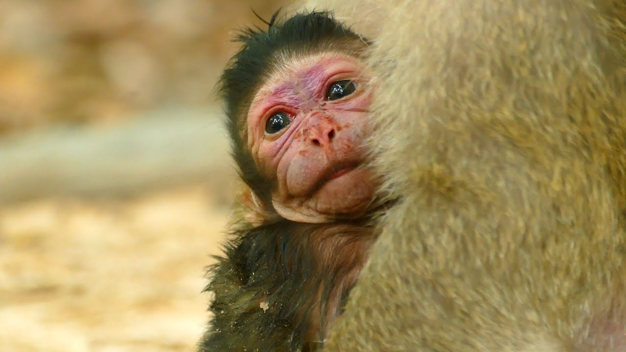 Eh... Wild Mother Monkey Just Gave Birth To A Very Big Baby Monkey ...