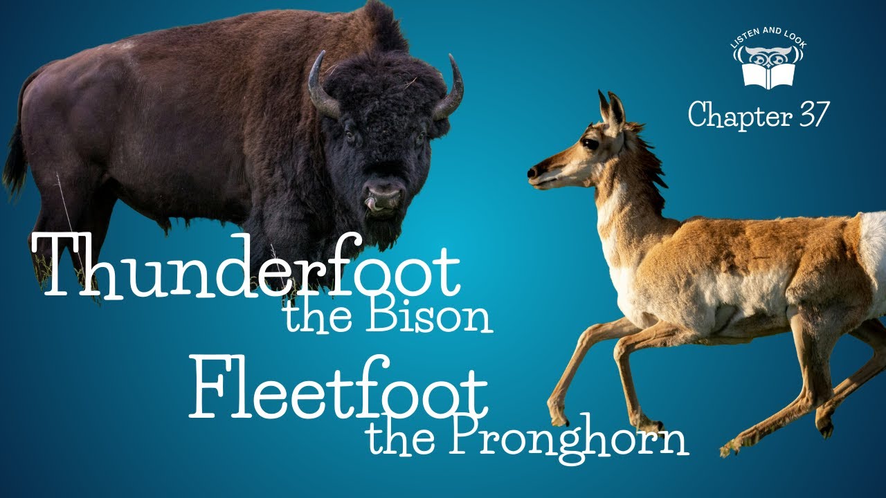 Burgess Animal Book Chapter 37: Thunderfoot, Fleetfoot, and Longcoat ...
