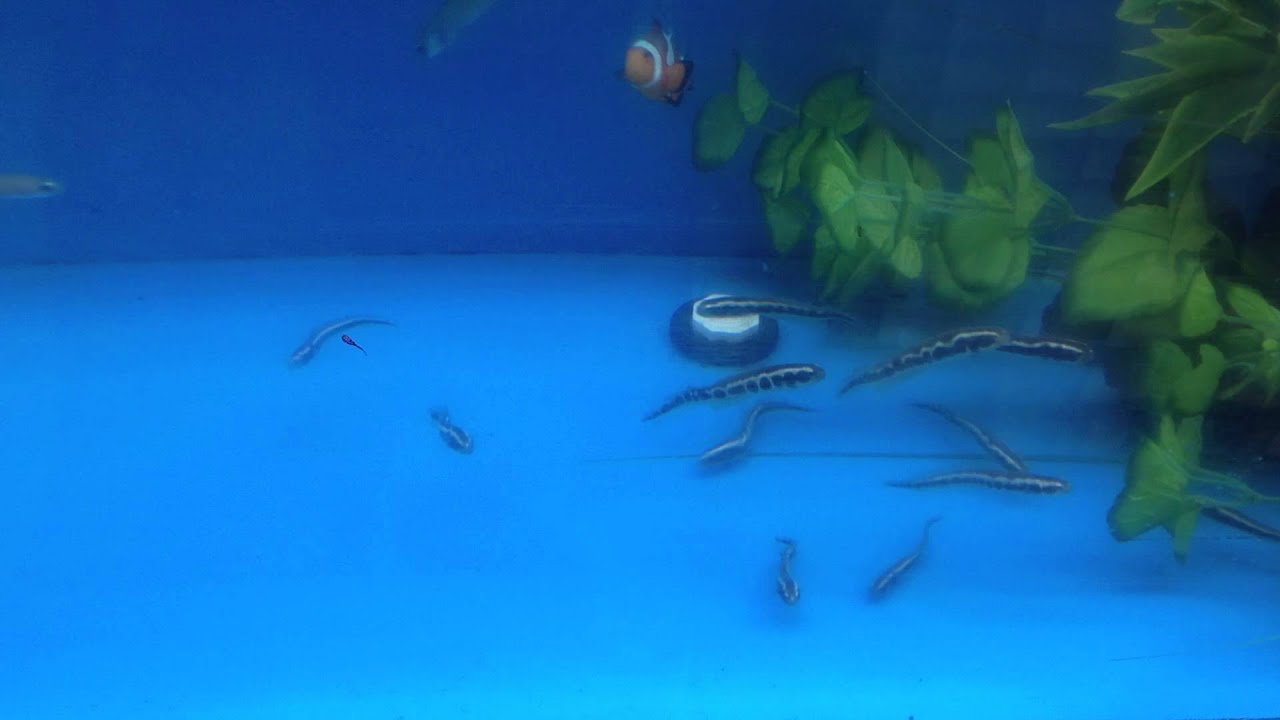 All About the Engineer Goby - Gerber's Tropical Fish - YouTube
