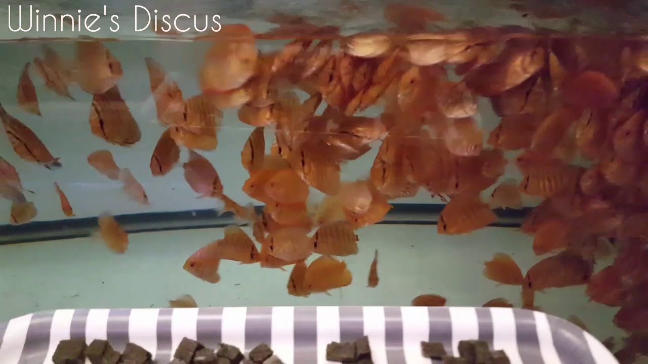 NEW Own Formula Beef Heart Discus Food For ALL Ages - YouTube